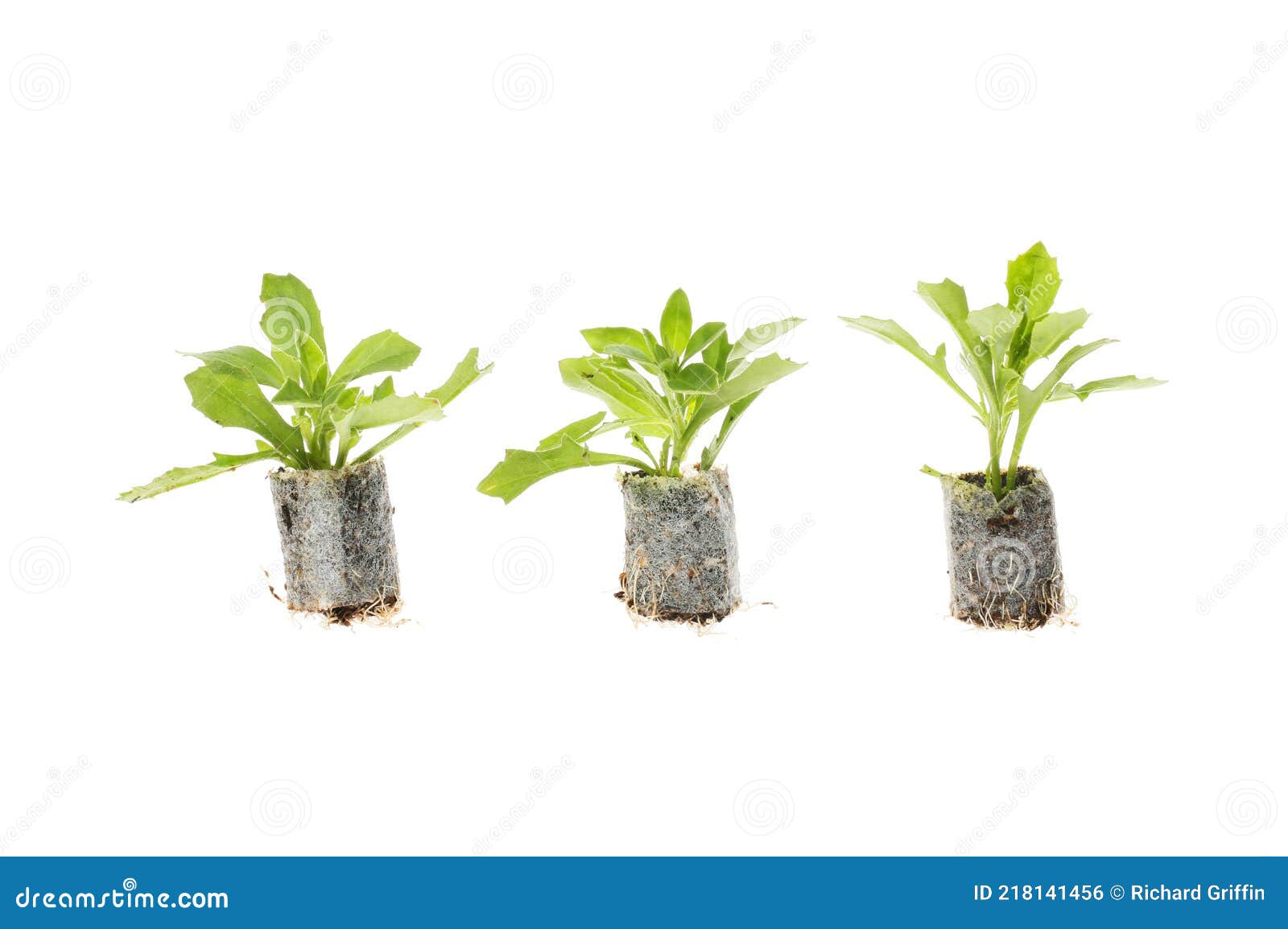 Three seedling plants stock photo. Image of botany, botanical - 218141456