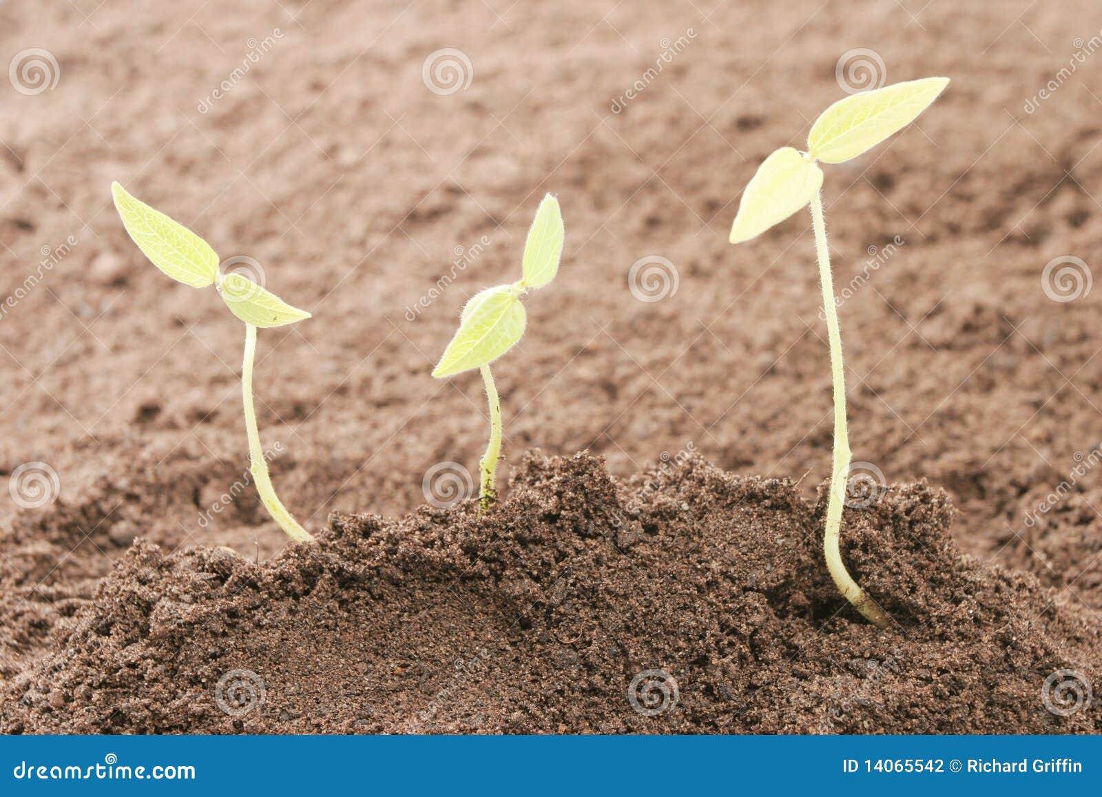 Three seedlings in soil stock photo. Image of stalk, spring - 14065542