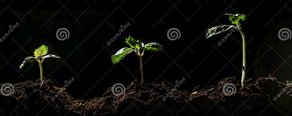 Three Seedlings Sprouting from Soil in Different Stages of Growth - AI ...