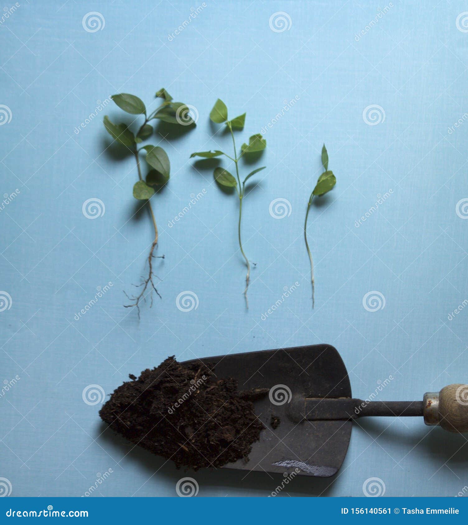Three Seedlings And A Trowel With Soil Underneath Set Against A Blue ...