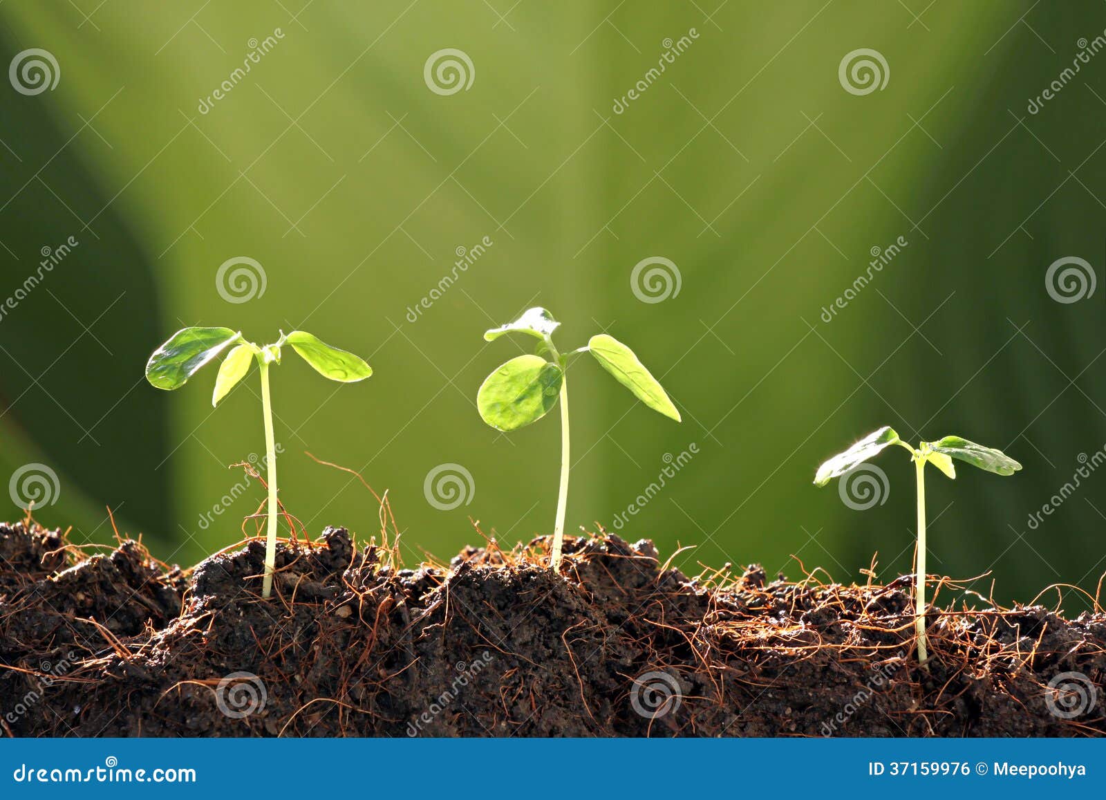Three Seedlings in Vegetable Garden. Stock Photo - Image of backyard, tree: 37159976