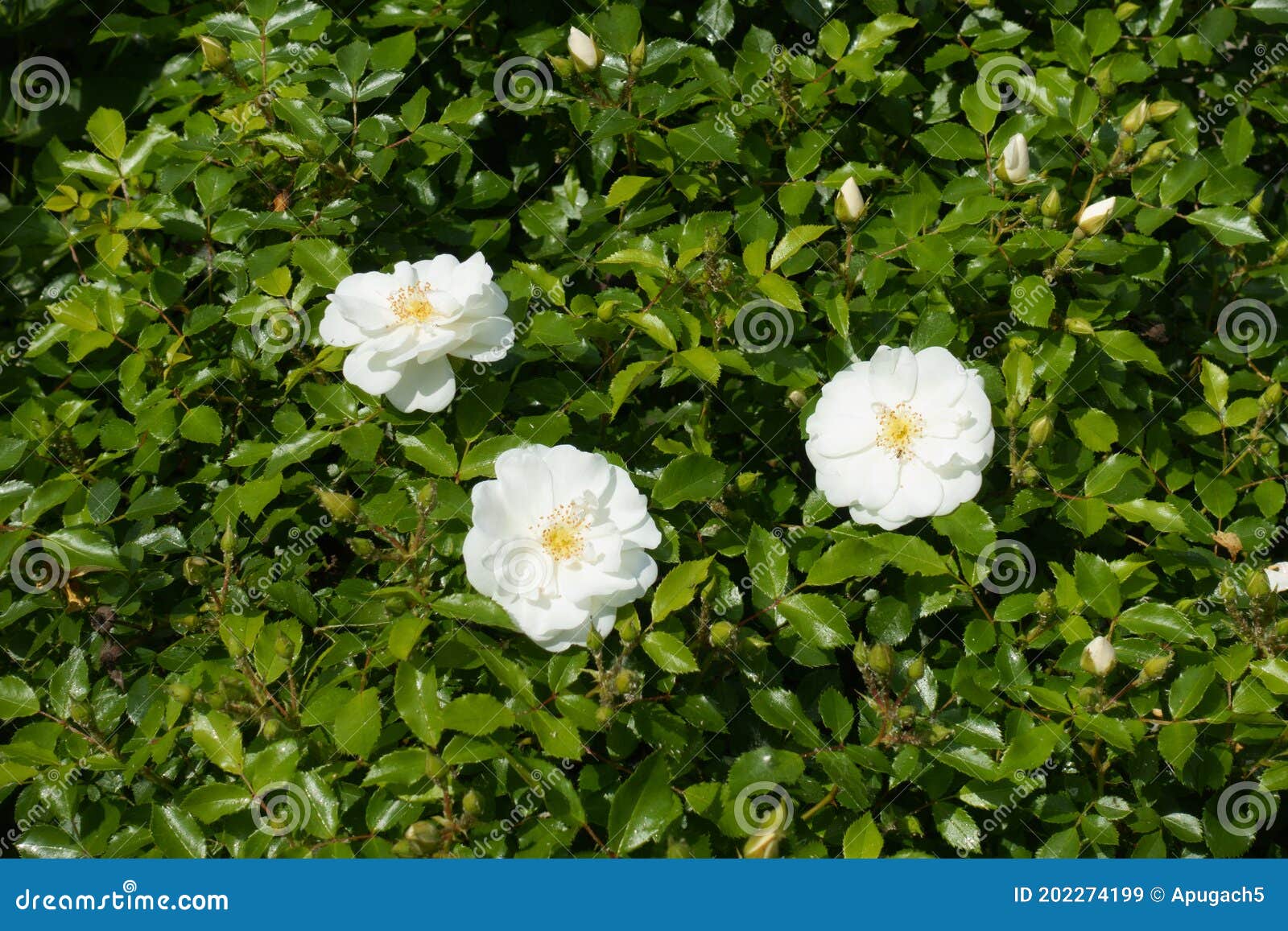 Three Semi-double White Flowers of Roses in May Stock Image - Image of ...