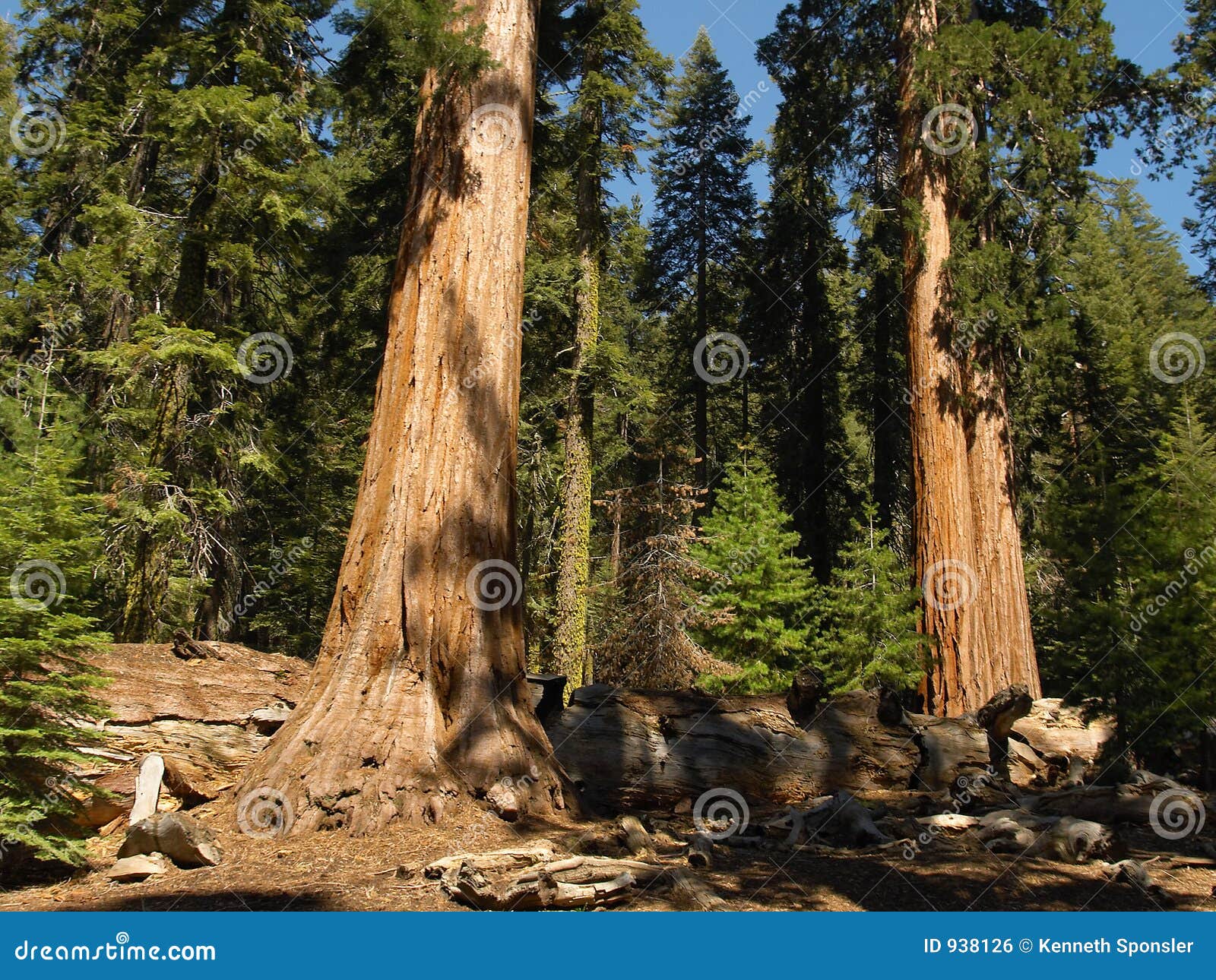 Three sequoias stock photo. Image of sequoia, conifer, mariposa - 938126