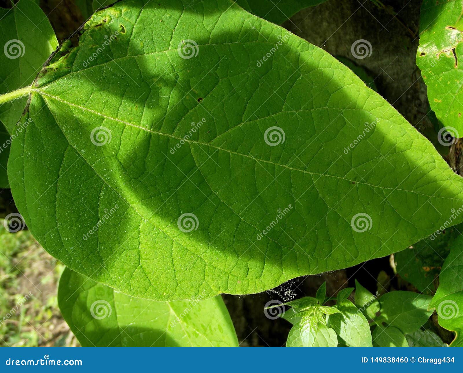 THREE SHADOWS in LEAF stock photo. Image of spring, sunny - 149838460