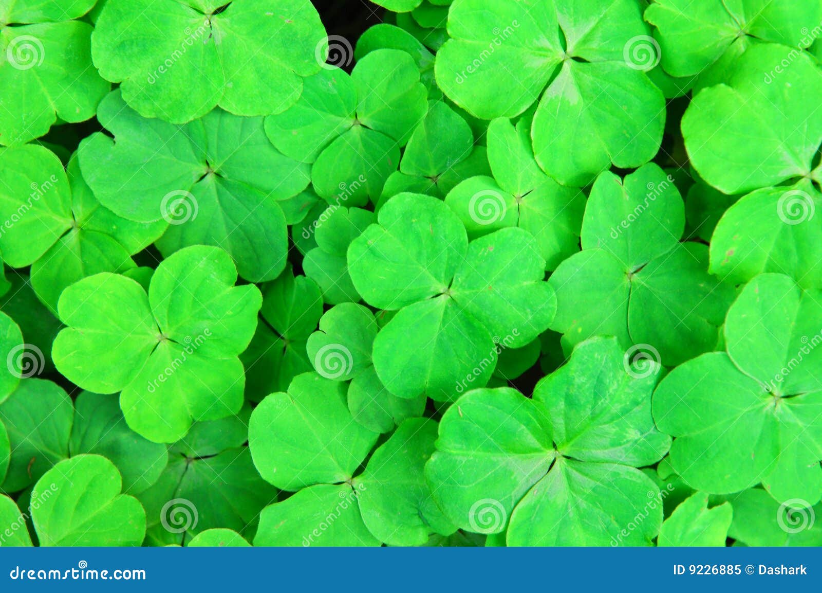 Three shamrock leaves stock image. Image of outline, holiday - 9226885