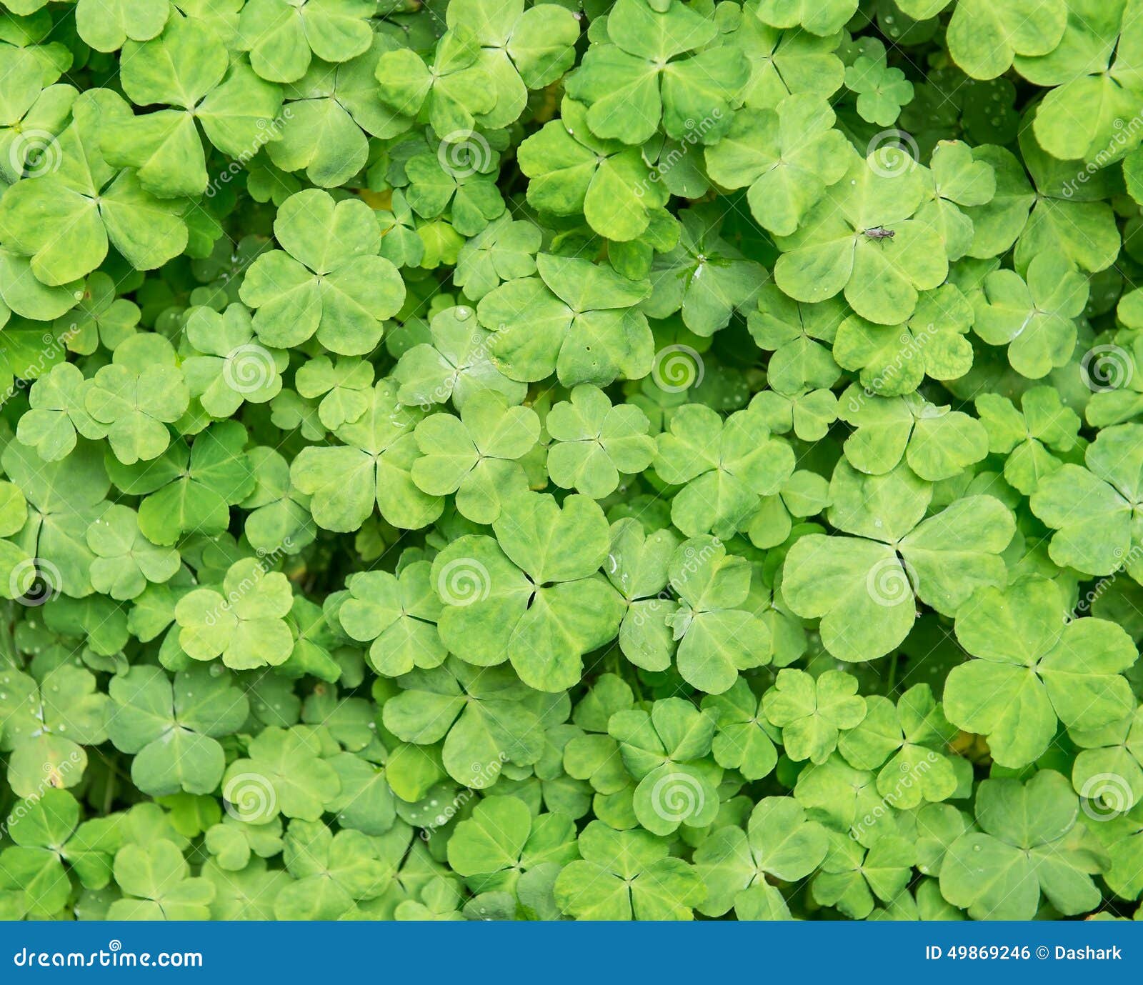 Three shamrock leaves stock photo. Image of field, irish - 49869246