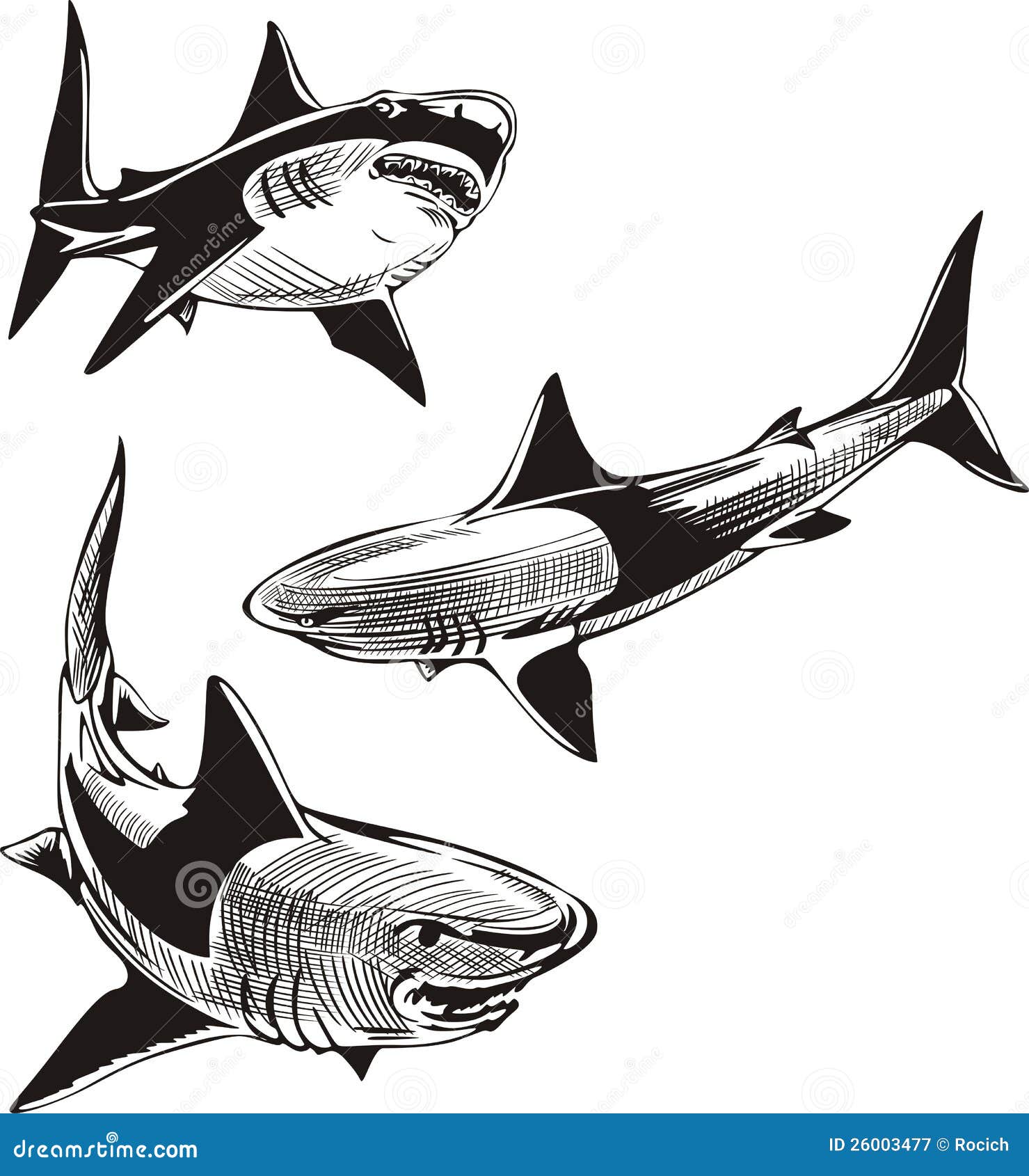 Three sharks stock vector. Illustration of jaws, fish - 26003477