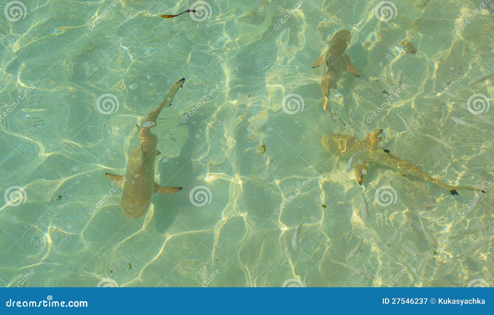 Three sharks stock image. Image of wildlife, animal, water - 27546237