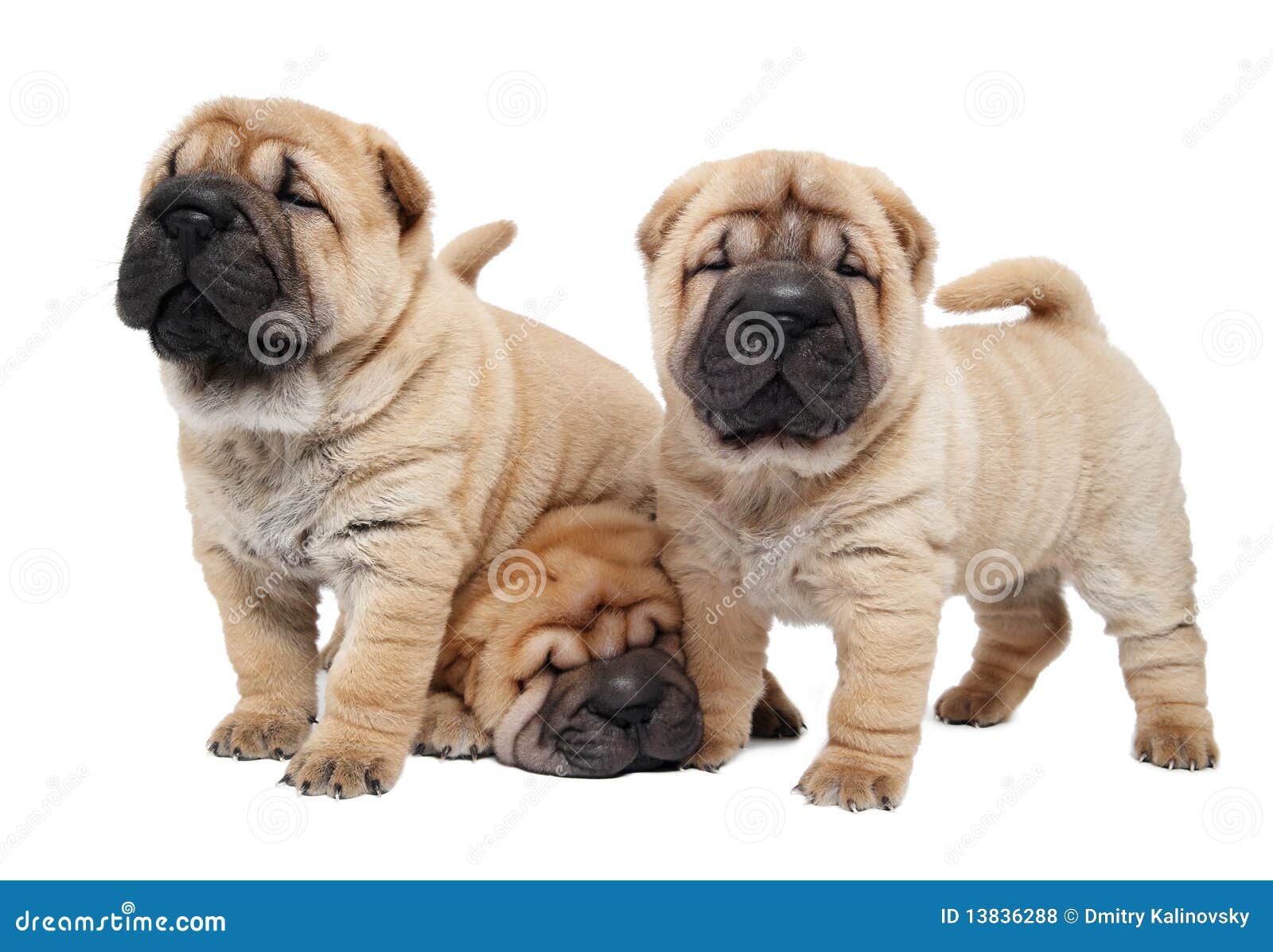 Three sharpei puppy dog stock photo. Image of baby, purebred - 13836288