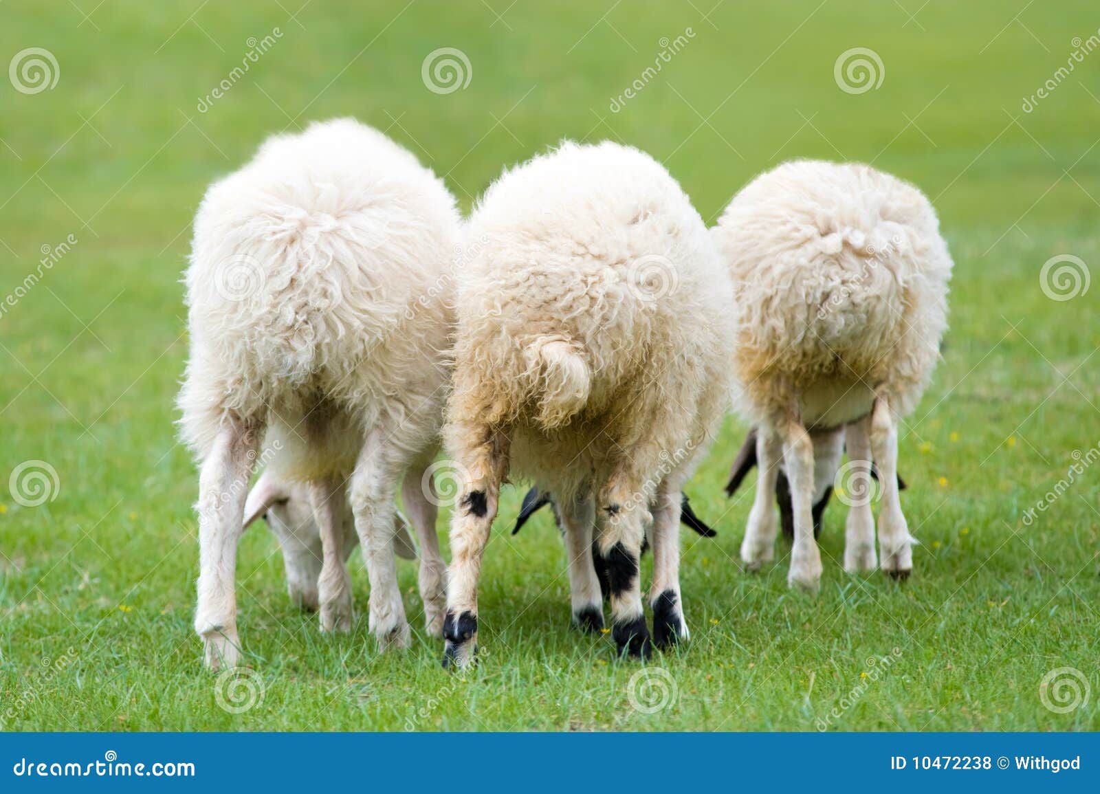 Three sheep stock photo. Image of view, beast, graze - 10472238