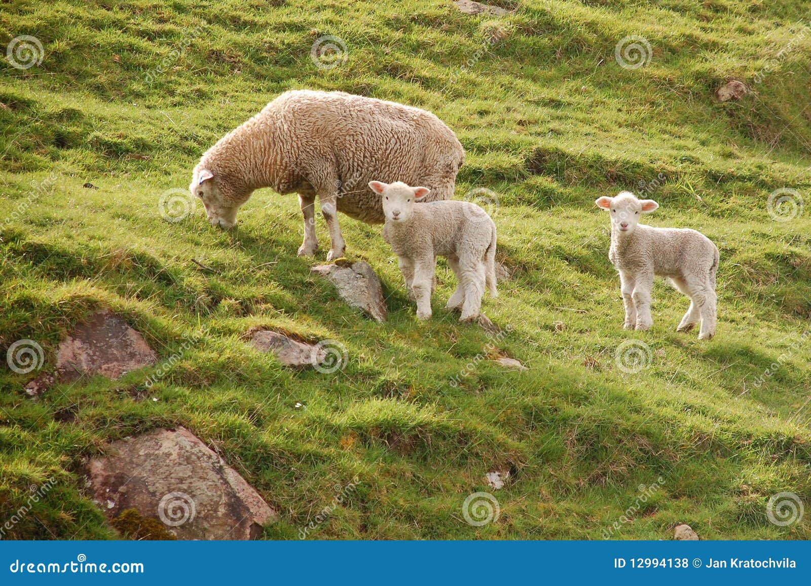 Three sheep stock photo. Image of environment, green - 12994138