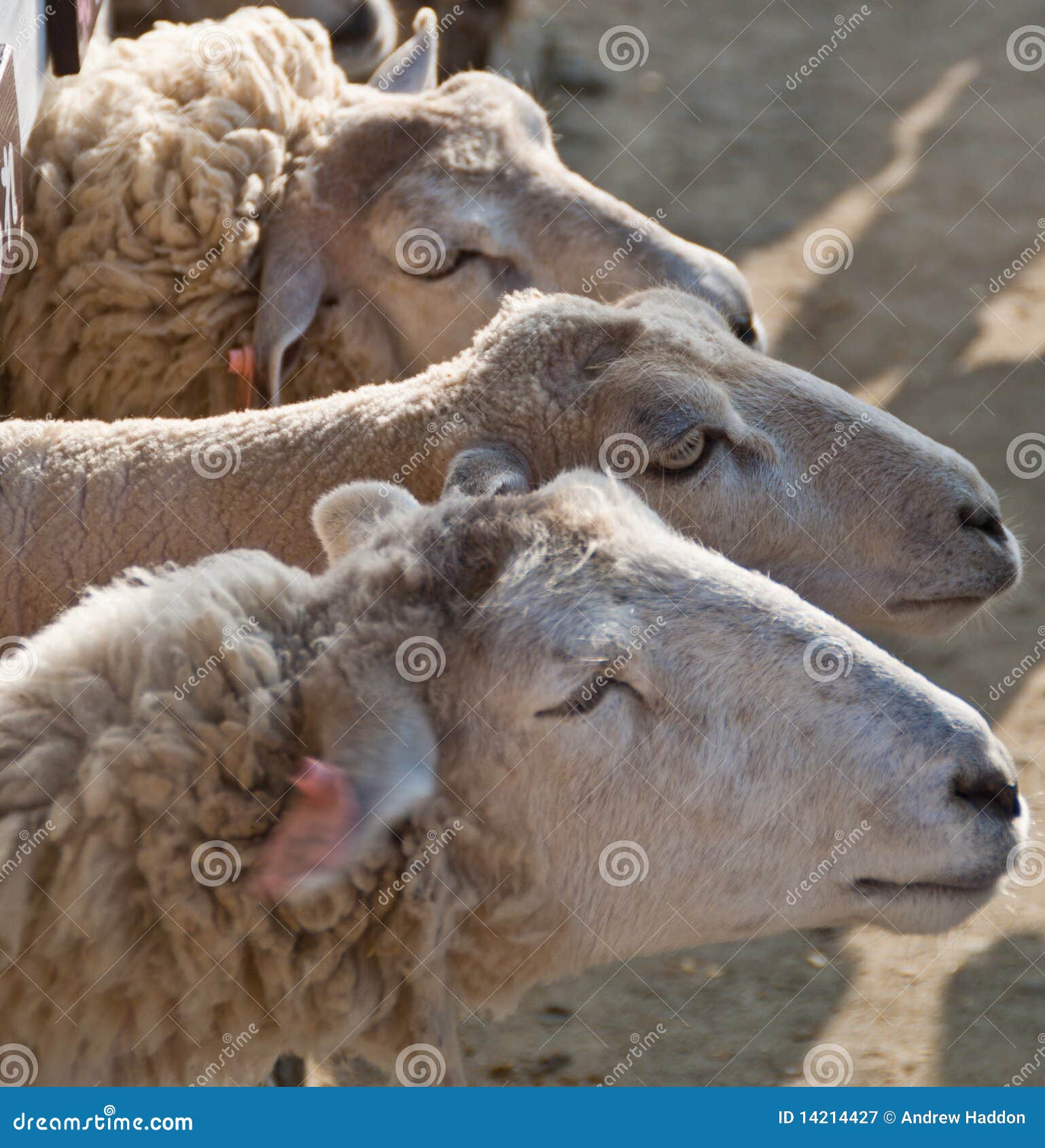 Three Sheep Stock Image | CartoonDealer.com #14214427