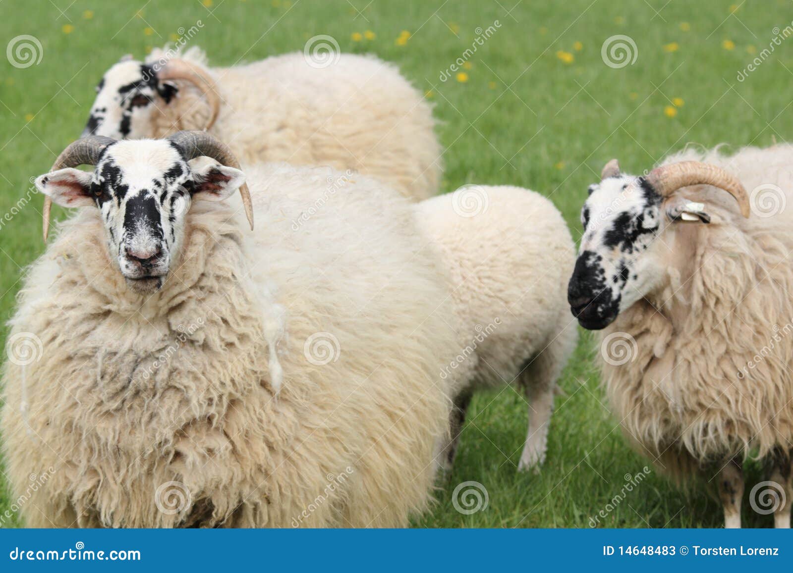 Three sheep stock image. Image of head, domestic, green - 14648483