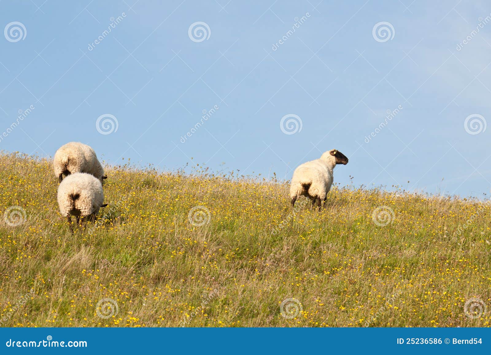 Three Sheep stock photo. Image of grass, sheep, living - 25236586