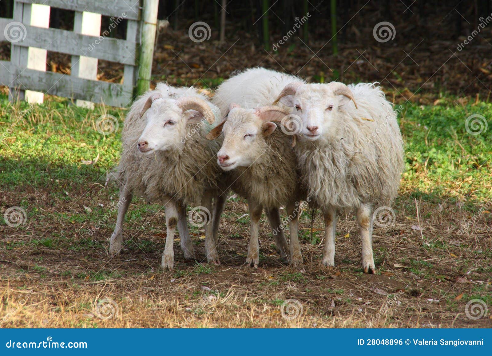 Three sheep stock photo. Image of mammal, outdoor, rural - 28048896