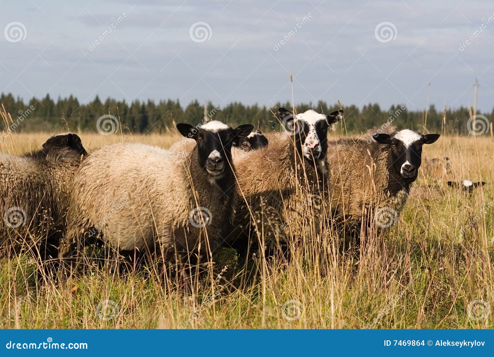Three Sheep. stock photo. Image of cattle, three, animal - 7469864