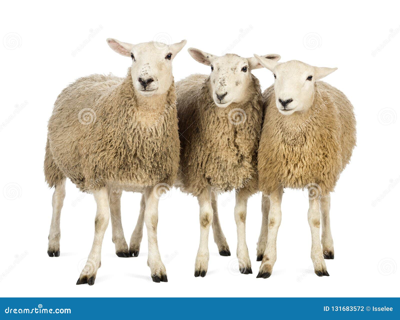 White Sheep White Background