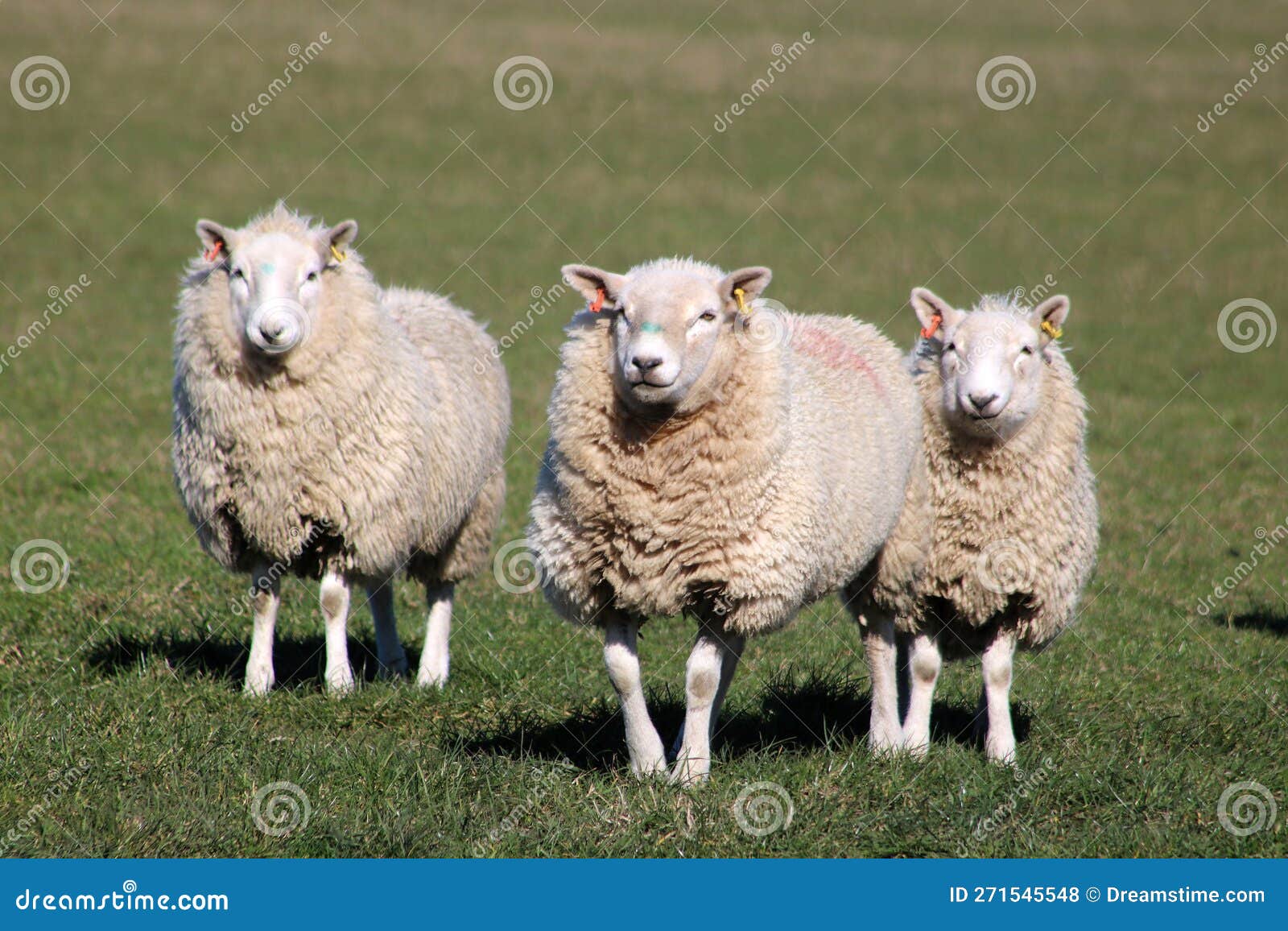 Three Sheep with Amusing Expressions Stock Photo - Image of faces ...