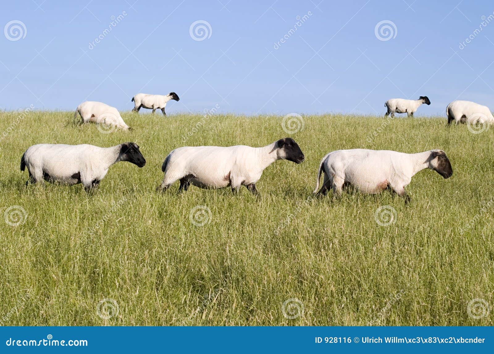 Three sheep crossing stock photo. Image of lamb, trimmed - 928116