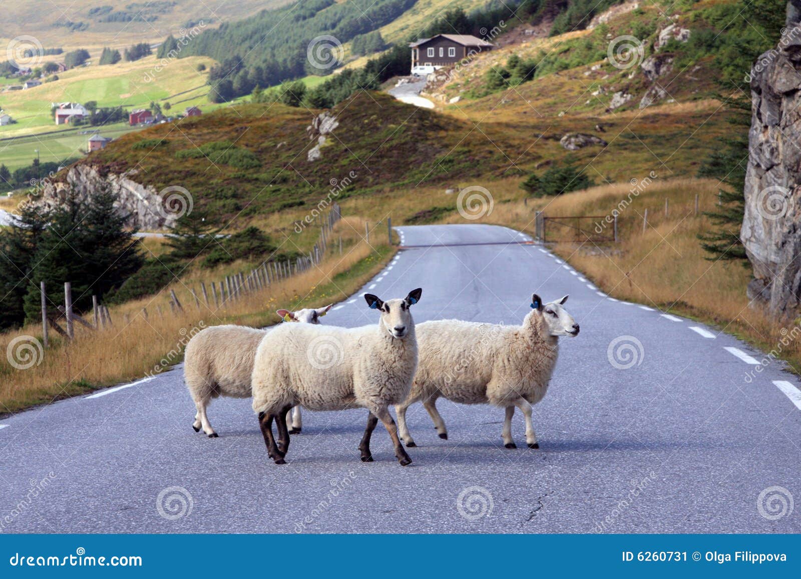Three Sheep Walking In Killarney National Park Stock Image ...