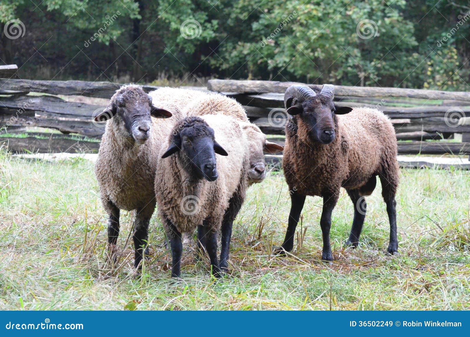 Three sheep stock image. Image of look, fence, looking - 36502249