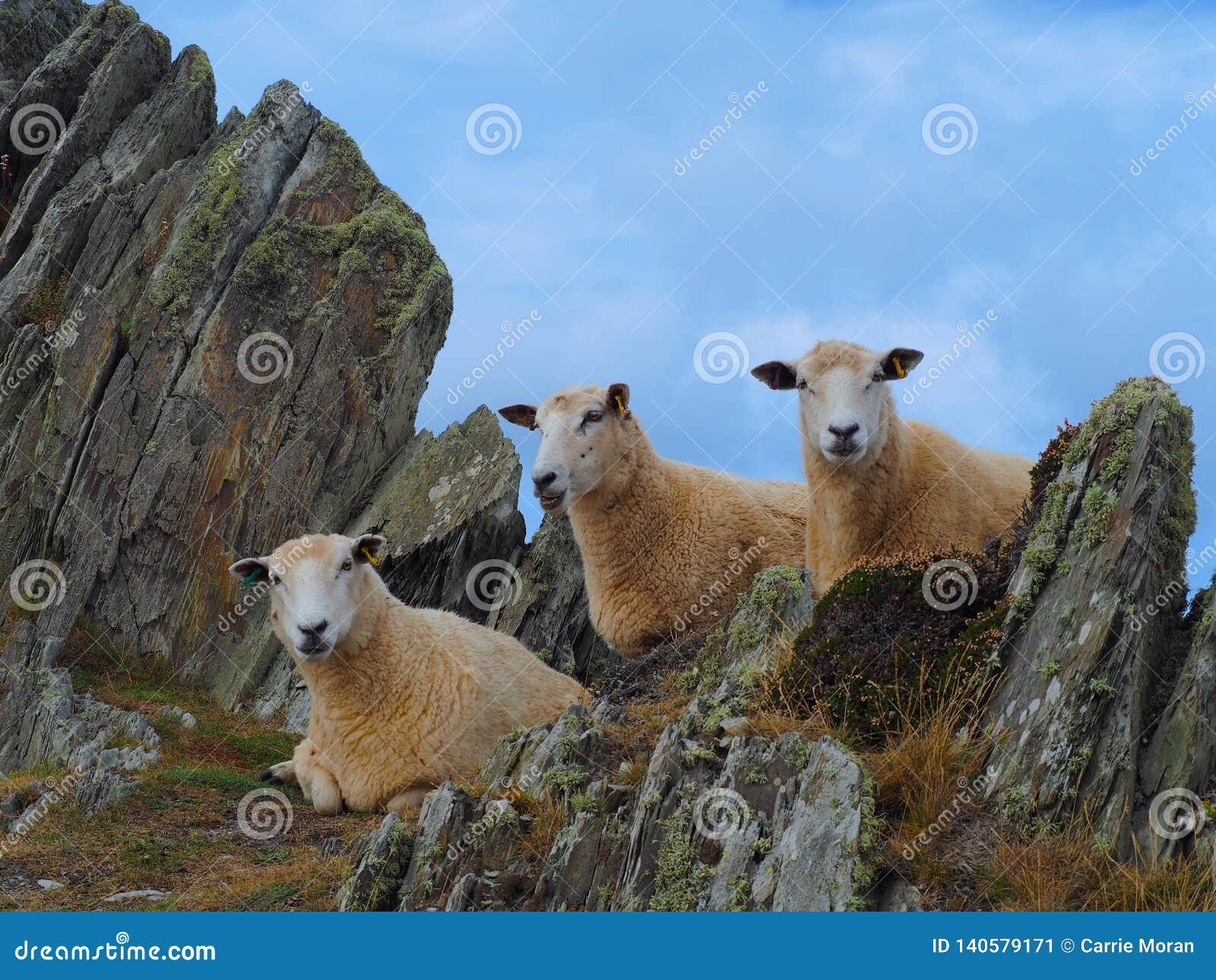 Three Sheep Relaxing in the Rocks Stock Image - Image of portrait ...