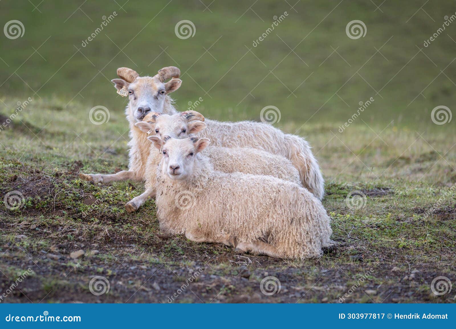 Three Sheep Lie One Behind the Other in a Meadow and Look Puzzled at ...