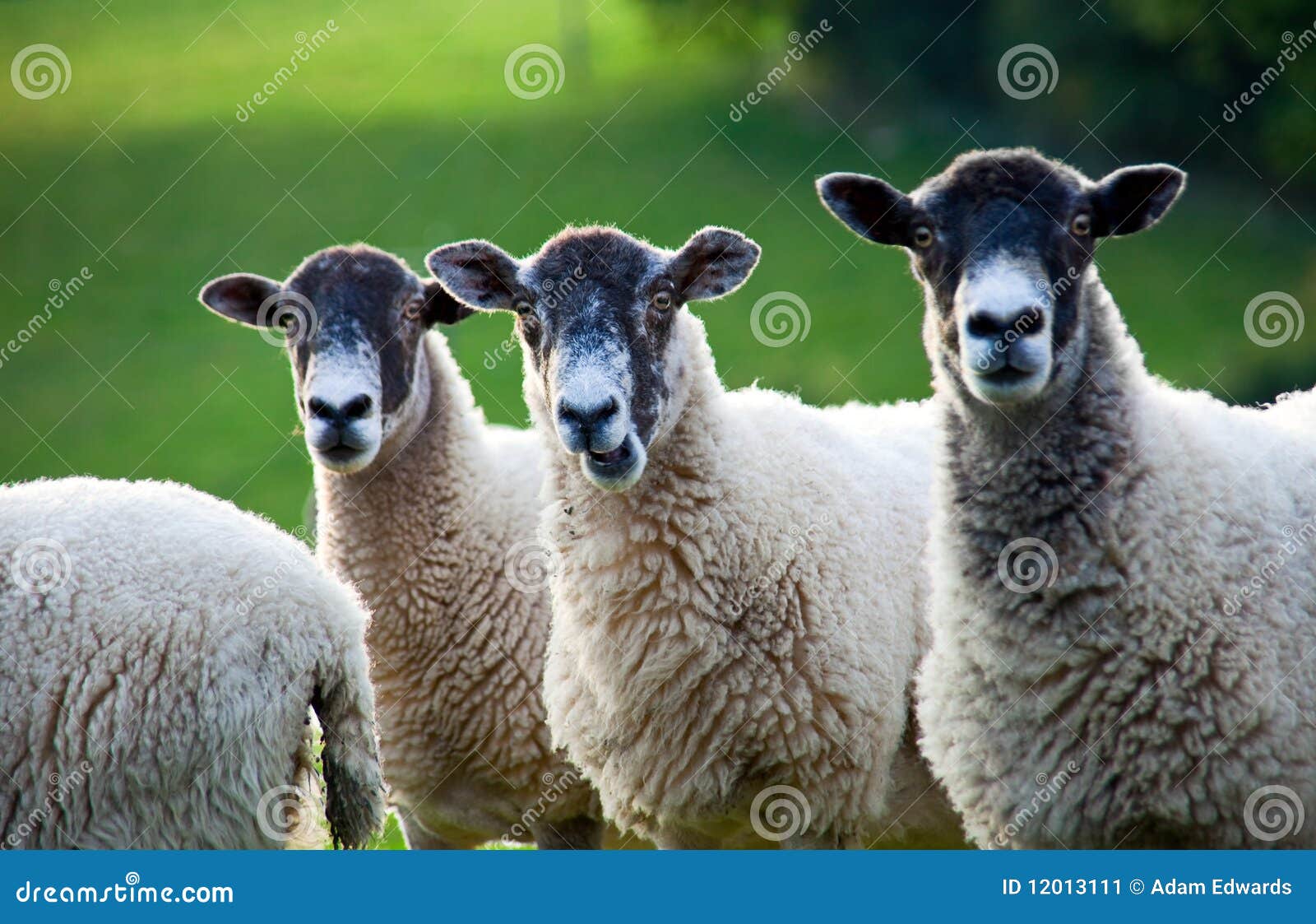 Three Sheep in a Line with Focus on Middle Sheep Stock Image - Image of ...