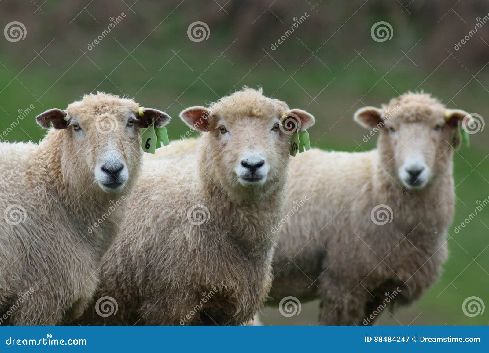 Three sheep stock image. Image of devon, interested, outdoors - 88484247