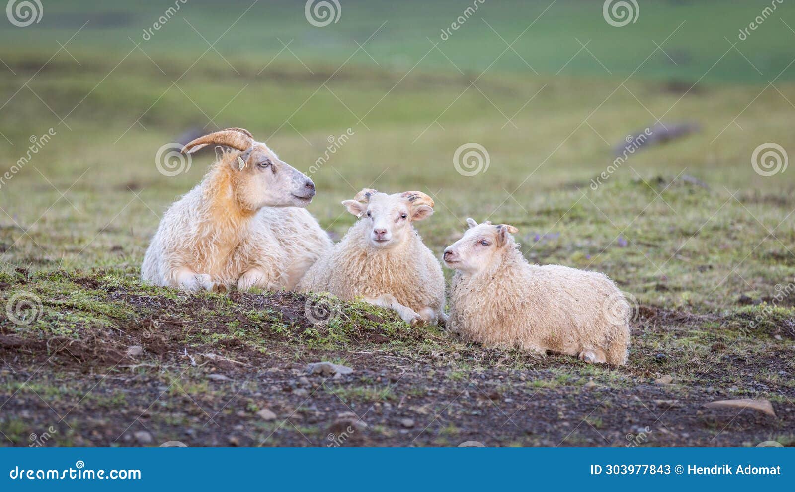 Three Sheep Lying in a Meadow and Relaxing. Stock Image - Image of ...
