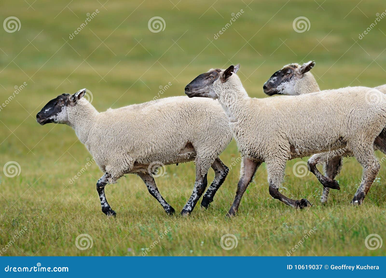 Three Sheep Stock Image | CartoonDealer.com #14214427