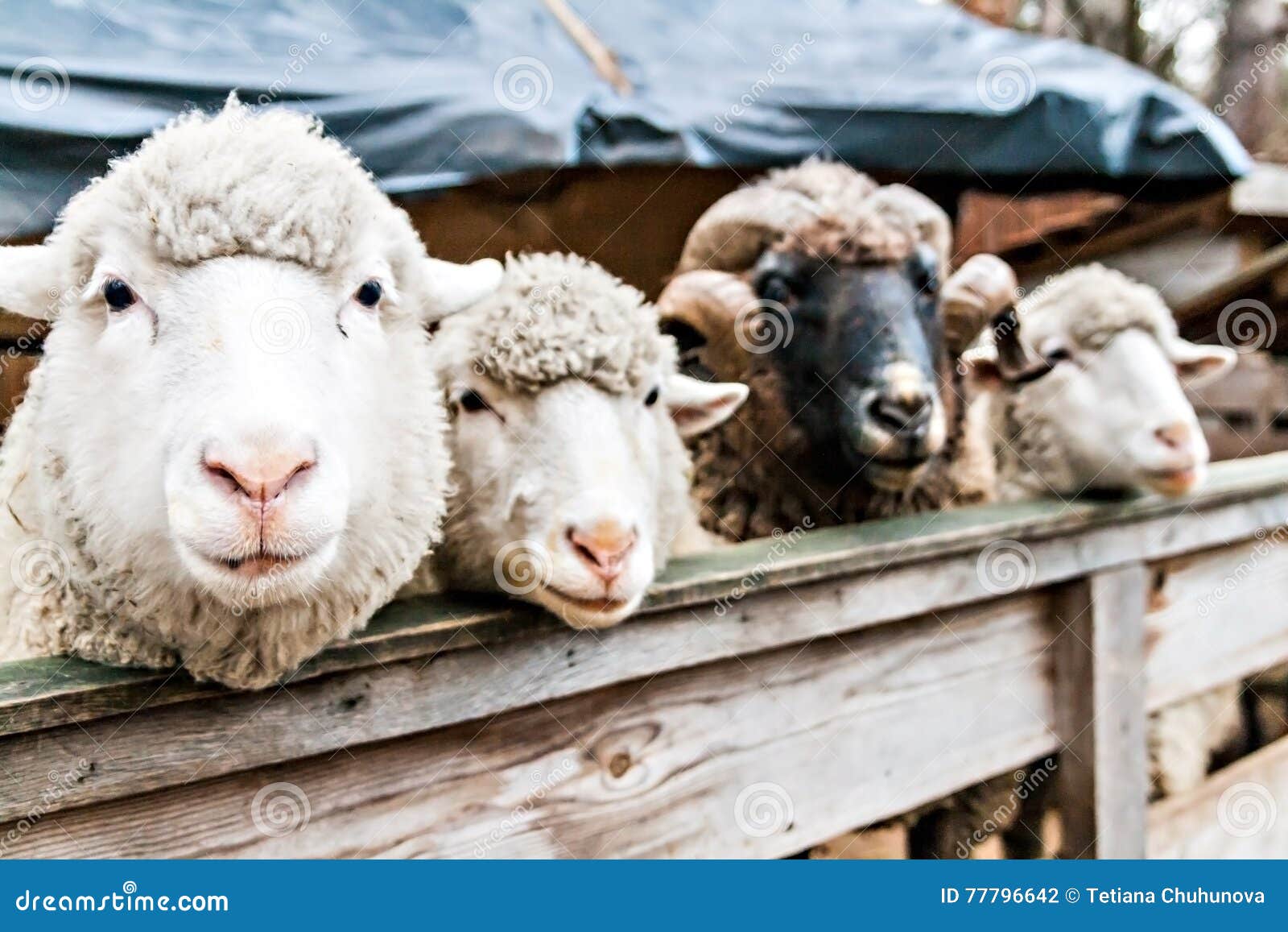 422 Ram Sheep Pen Stock Photos - Free & Royalty-Free Stock Photos from ...