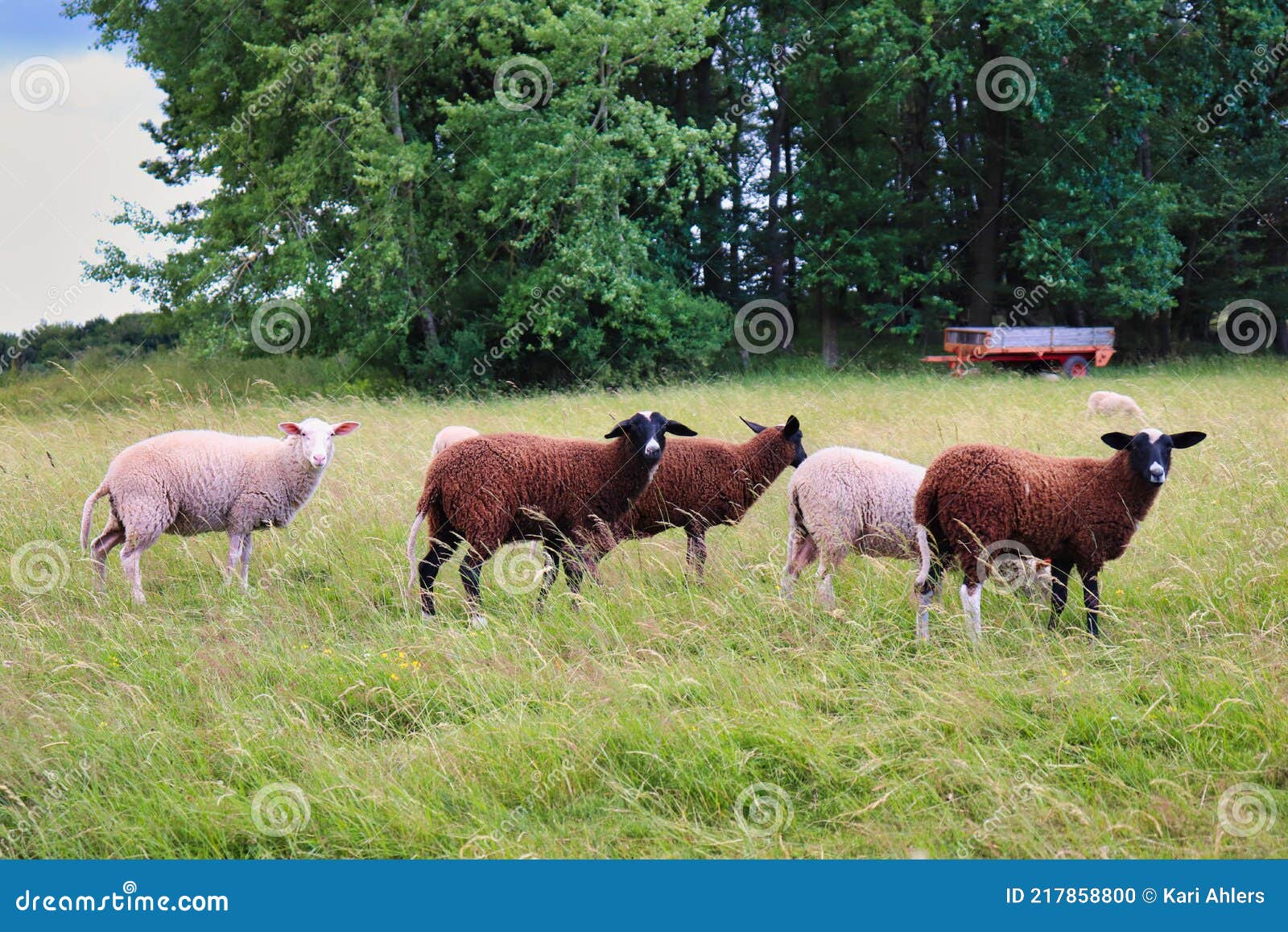 Three Sheep in a Row in a Field Stock Photo - Image of german, rural ...