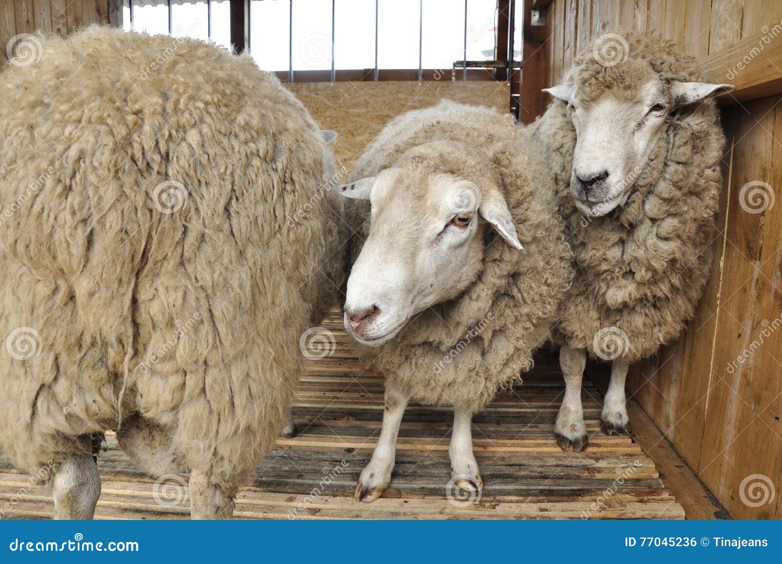 Three sheep. stock photo. Image of turned, head, farm - 77045236
