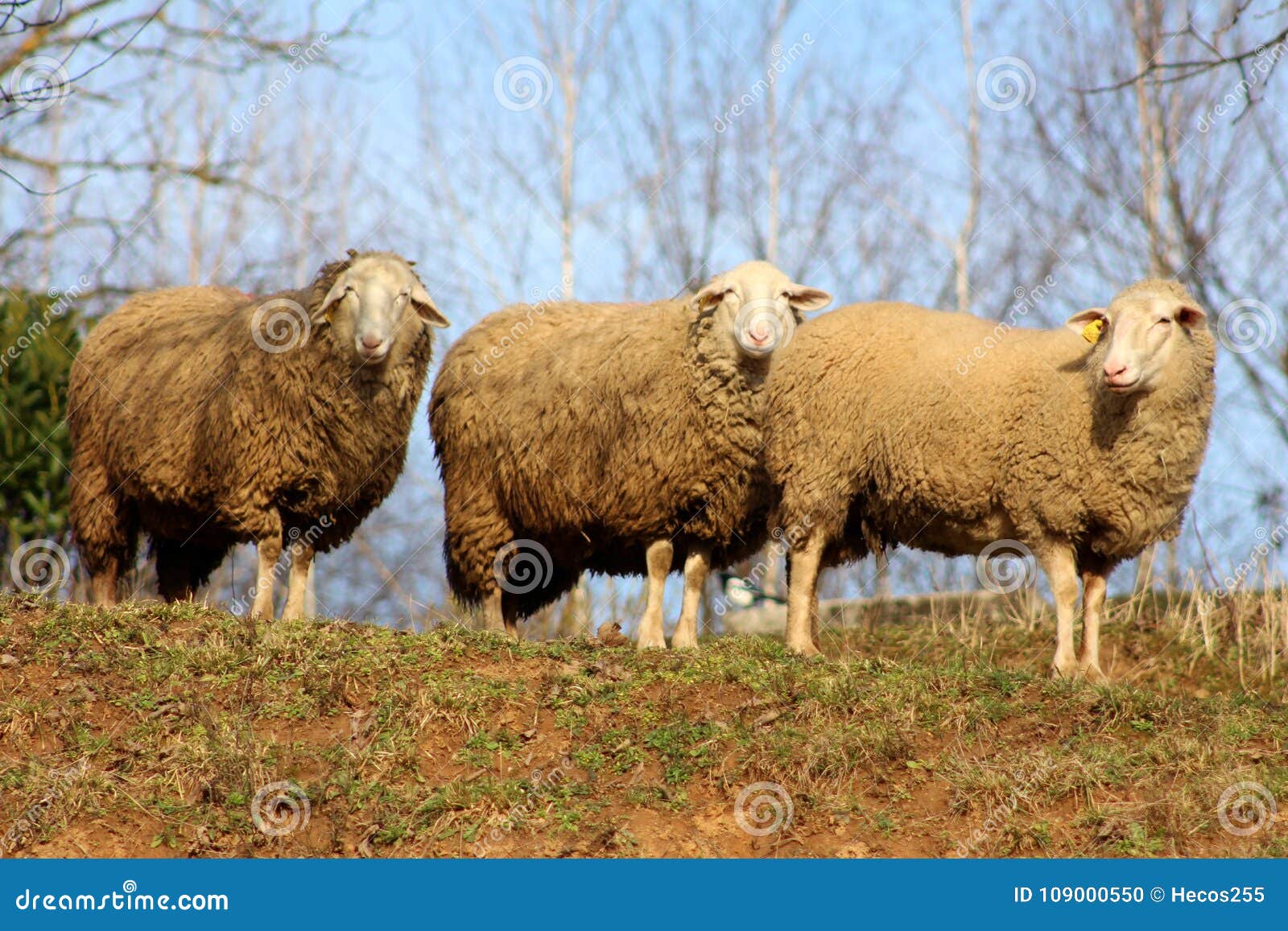 Three Sheep Standing and Posing for the Camera Stock Photo - Image of ...