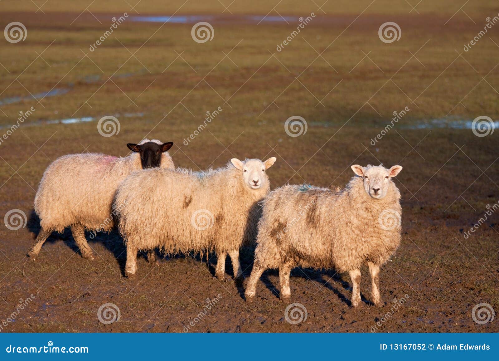 Three Sheep Standing in a Row Stock Photo - Image of curious, mammal ...
