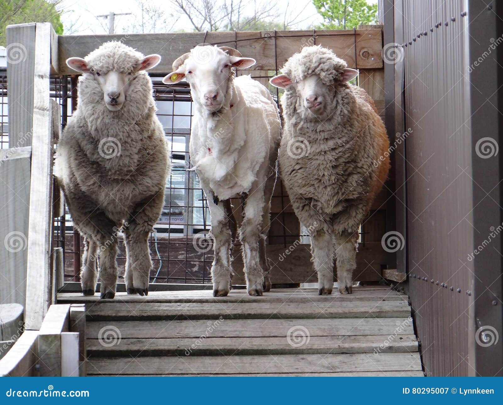 Three Sheep stock image. Image of three, sheep, standing - 80295007