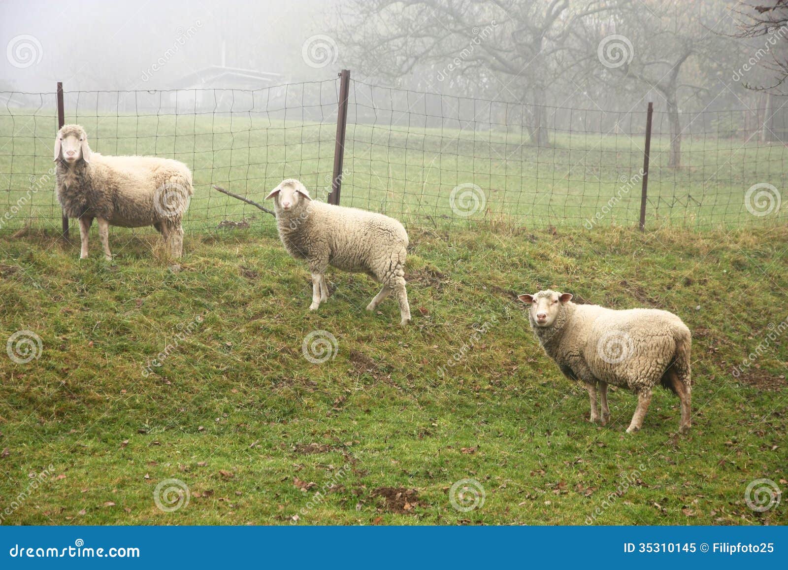 Three sheep stock image. Image of farm, wool, herd, pasture - 35310145
