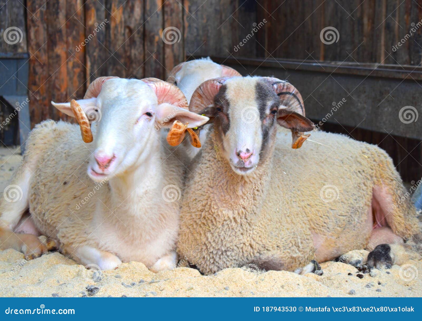 Three Sheep. Three Pieces of Cold Stock Photo - Image of natural, green ...
