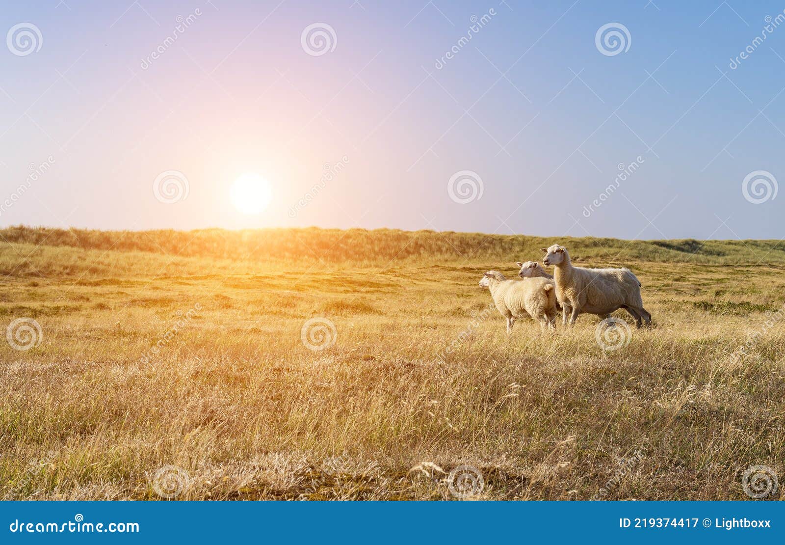 Three Sheep in Warm Evening Light Stock Image - Image of environment ...