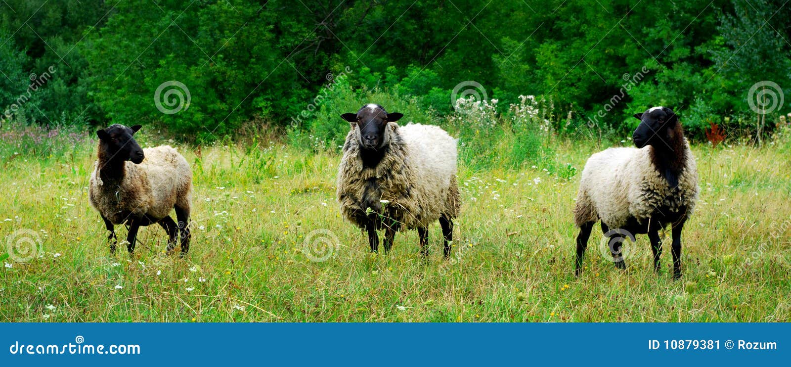 Three sheeps stock image. Image of farm, countryside - 10879381