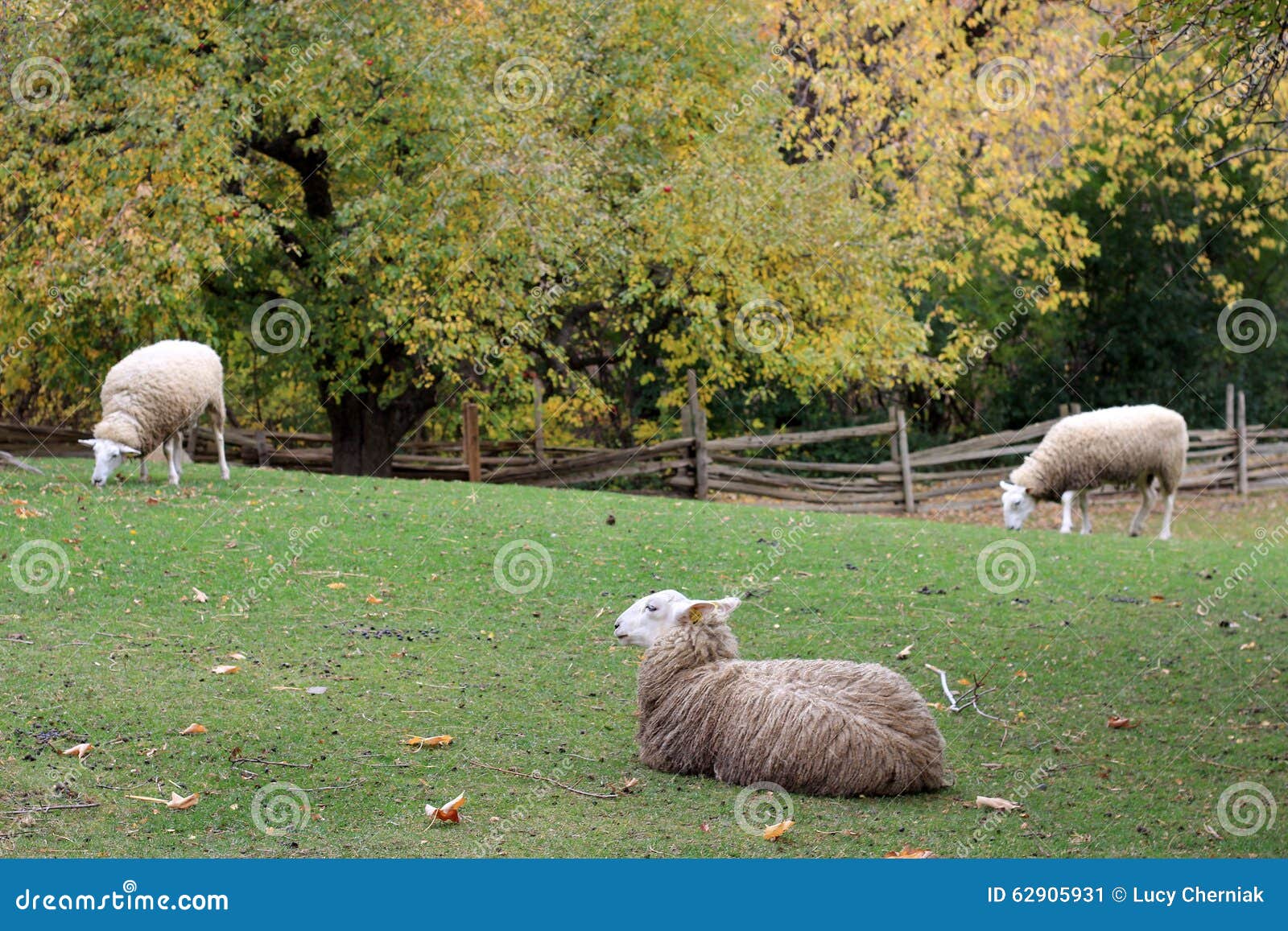 Three Sheeps stock image. Image of grass, leaves, nature - 62905931