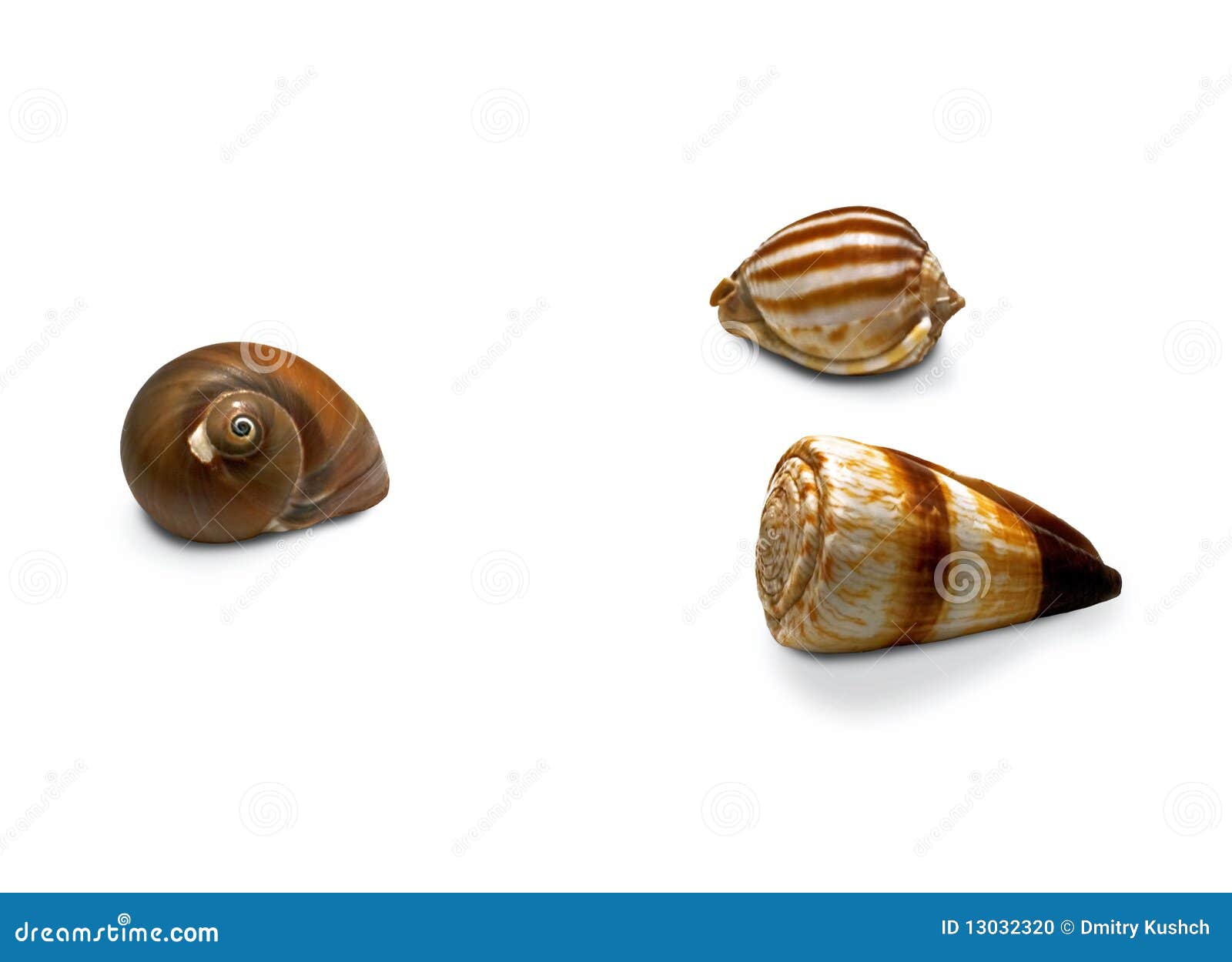 Three shells stock photo. Image of close, aquatic, mollusk - 13032320