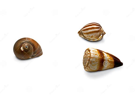 Three shells stock photo. Image of close, aquatic, mollusk - 13032320