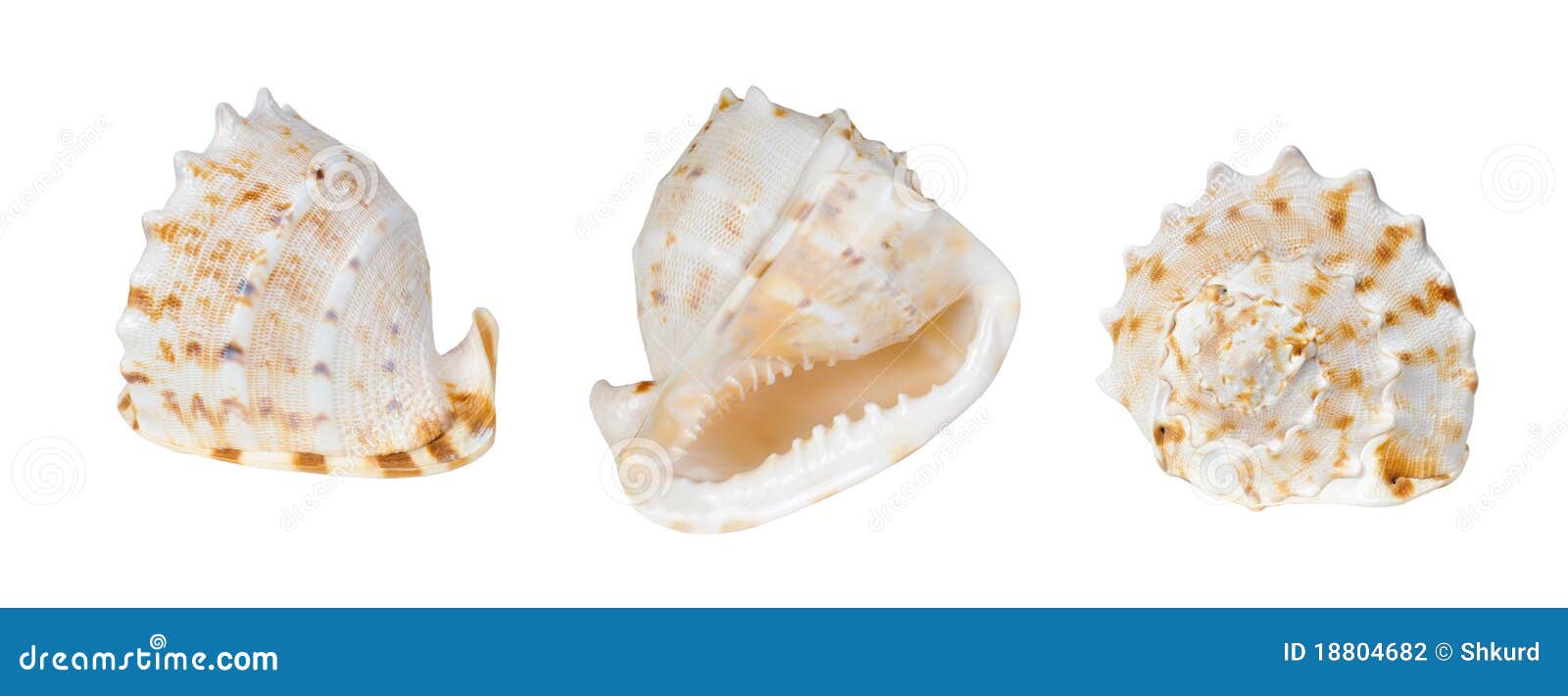 Three shells stock photo. Image of isolated, tropical - 18804682