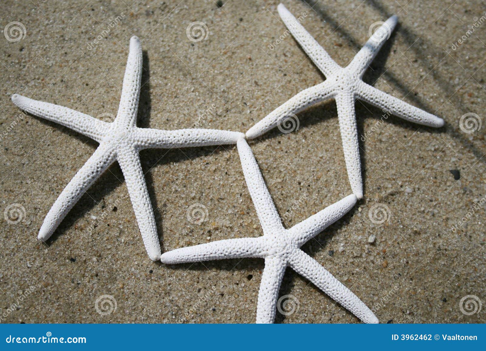 Three Shells stock photo. Image of beach, together, togetherness - 3962462