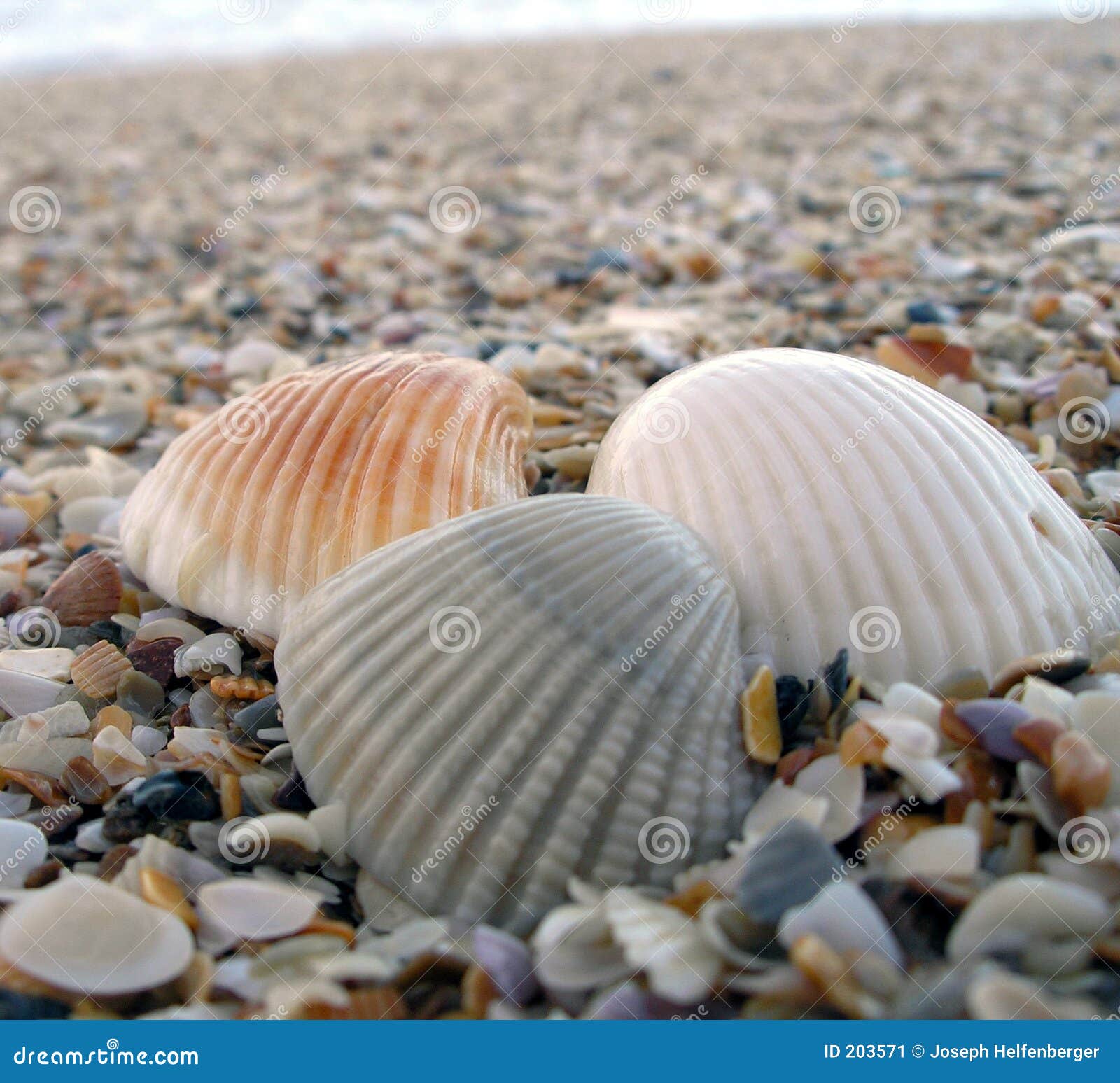 Shell Tres Stock Photos - Free & Royalty-Free Stock Photos from Dreamstime