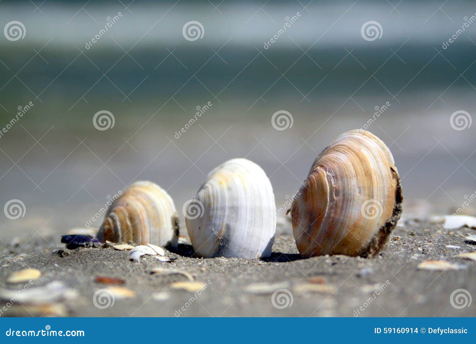 Three shells on a beach . stock photo. Image of marine - 59160914
