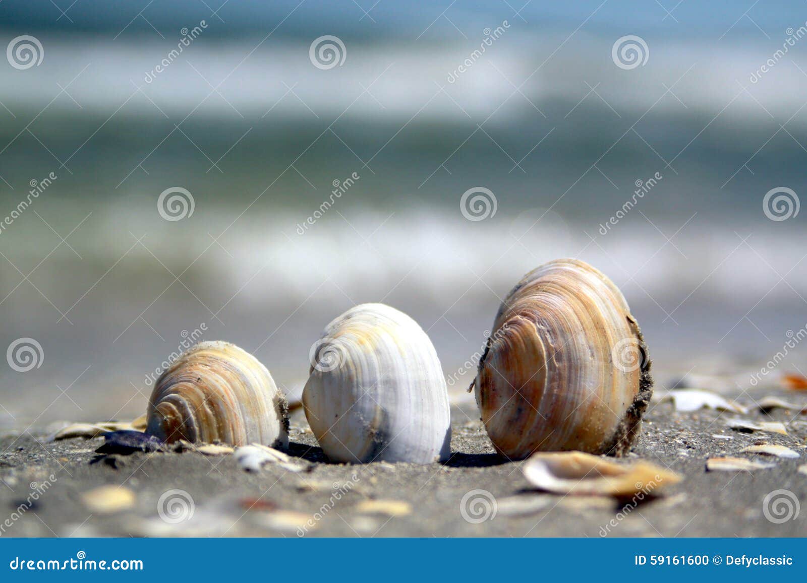 Three shells on a beach. stock photo. Image of closeup - 59161600