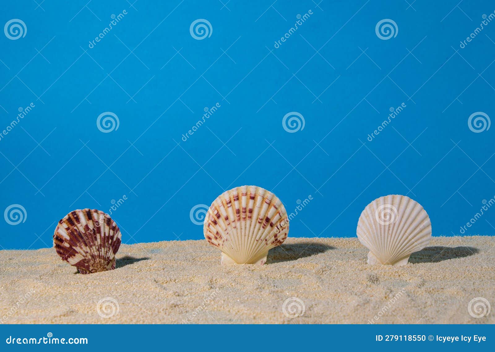 Three Shells on the Beach Minimal Design Stock Photo - Image of sand ...